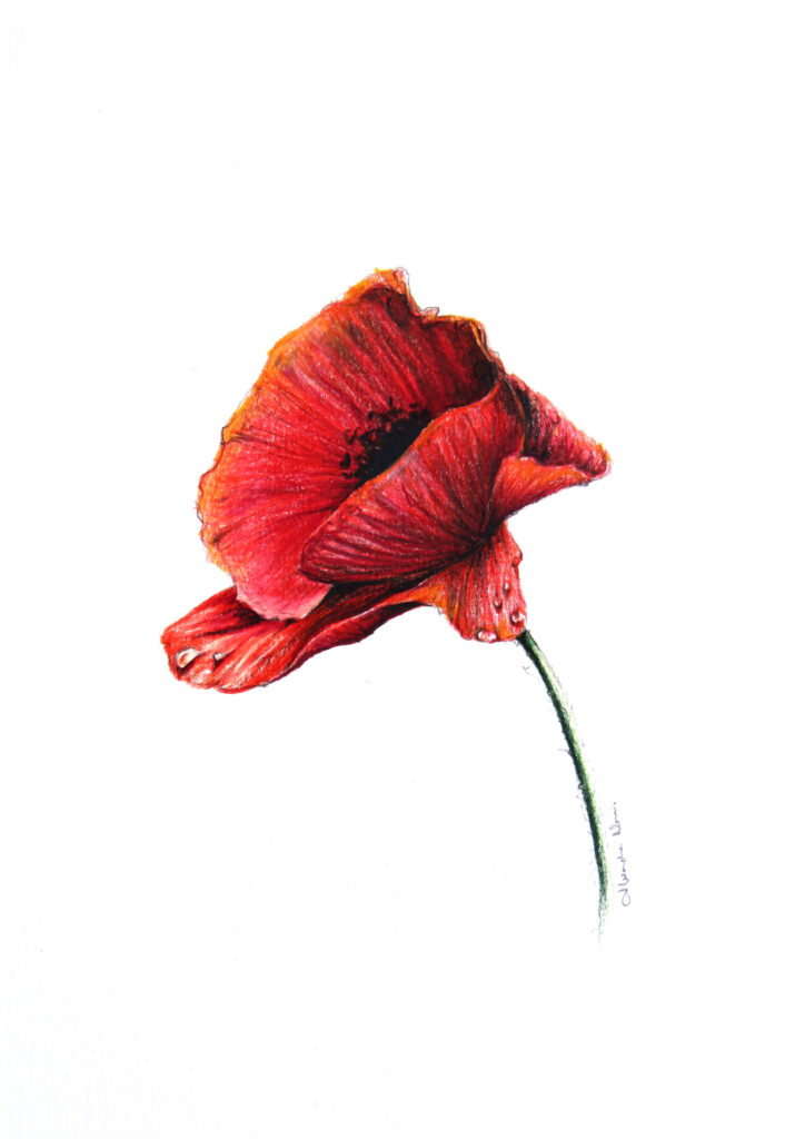 Anzac Day Poppy - Original Artwork A4 - Alexandra Nea